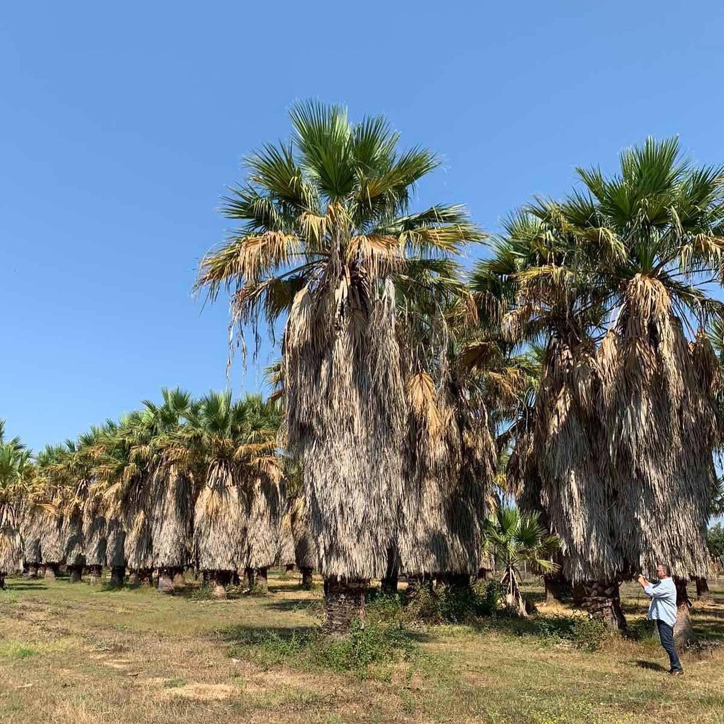 2.500 νέα δέντρα θα υποδεχθεί η πόλη — Δημοσιογράφος